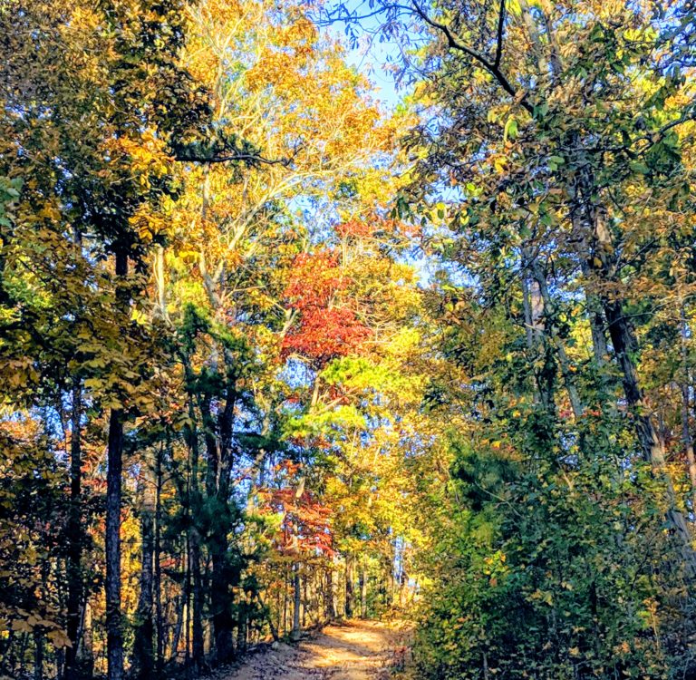 Places To See Spectacular Fall Foliage In Northwest Georgia
