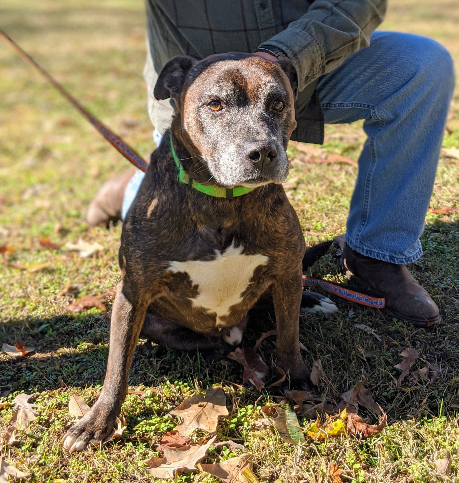 Dog-Friendly Places You’ll Love In Rome, Georgia